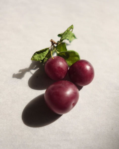 Hanabi Plum | Ayako & Family